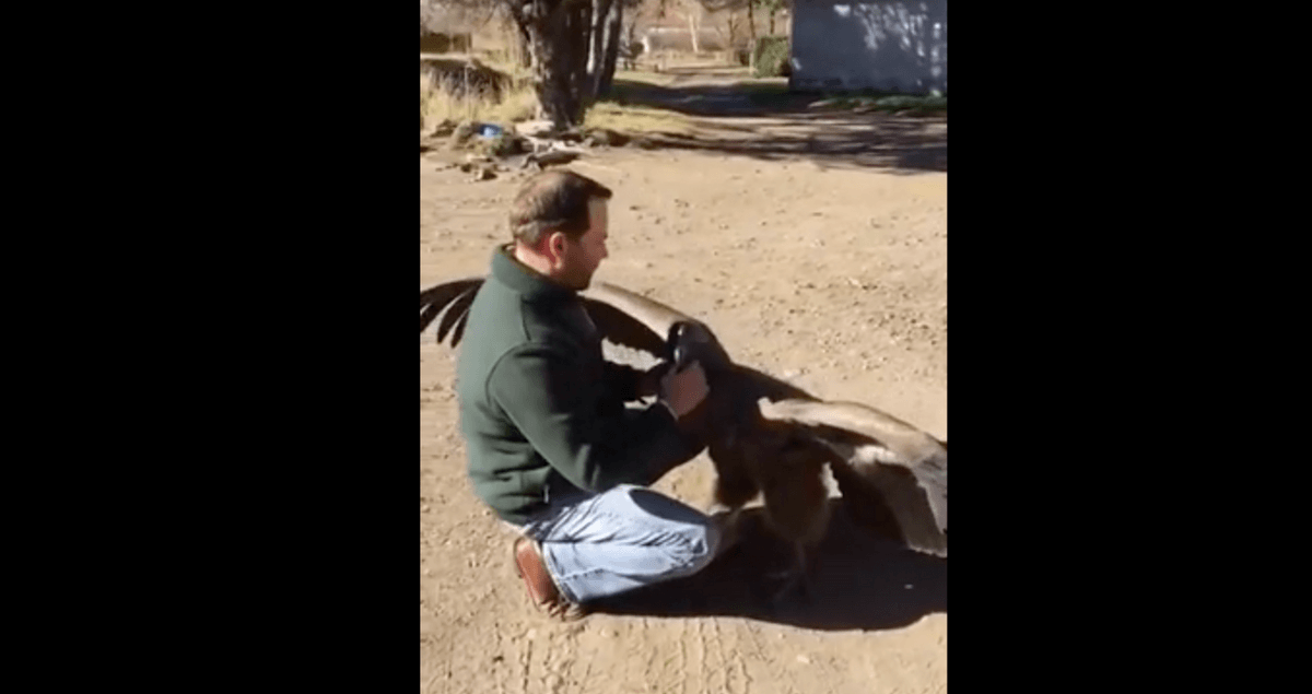 Condor Rescue Has Flourished Into A Valuable Friendship!