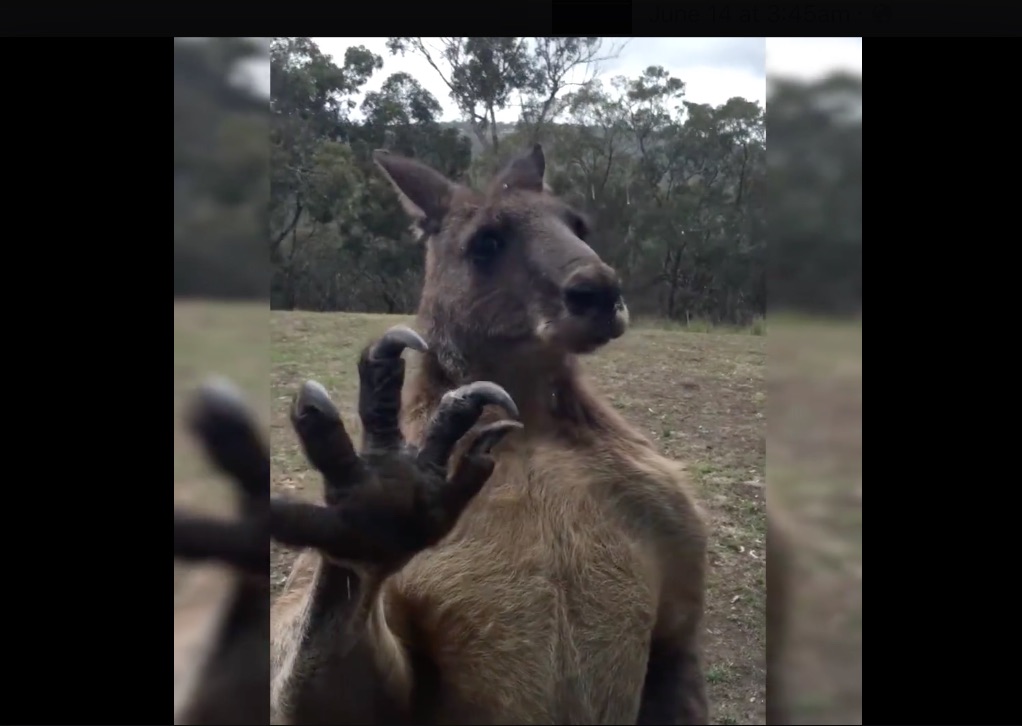 You'll Be SURPRISED Who This Kangaroo Gets Into Battle With