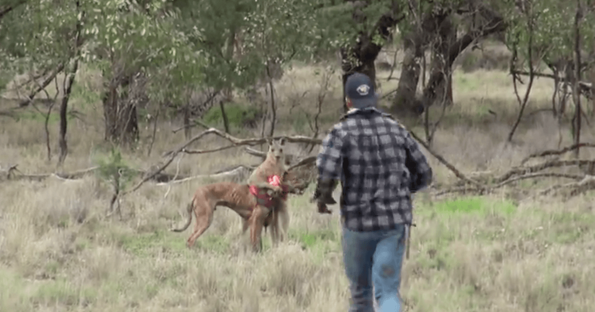 WATCH: Man Challenges Kangaroo to Fight After It Kidnapped His Dog!