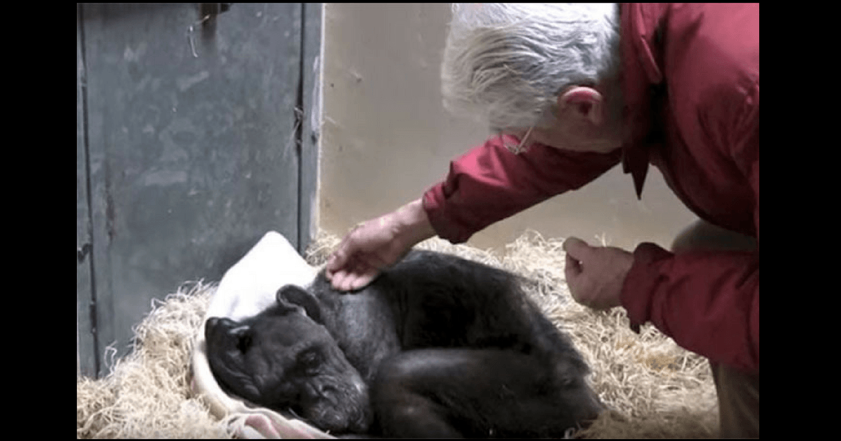 Dying Chimp Seemingly Comes Back To Life When Visited By Caregiver